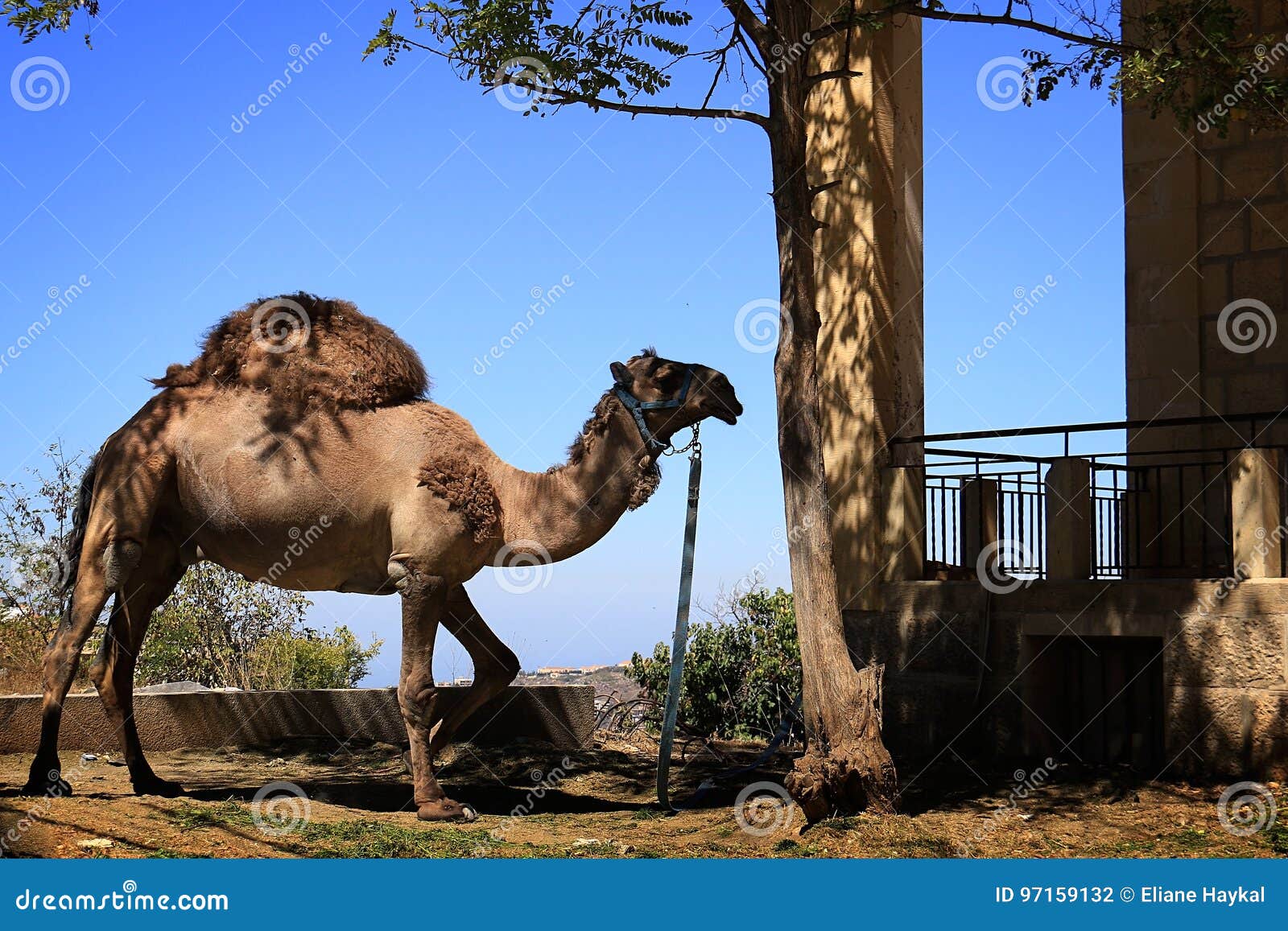 Camel Tied to a Tree stock photo. Image of funny, lebanon - 97159132