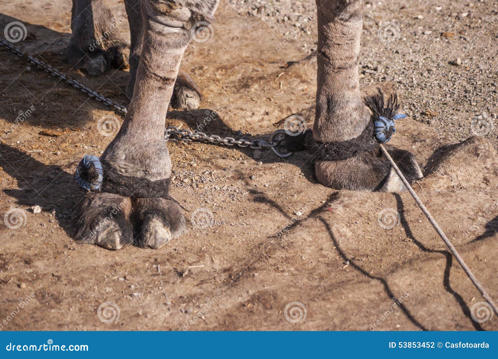 Camel Toes stock photo. Image of mammal, bell, animal - 53853452