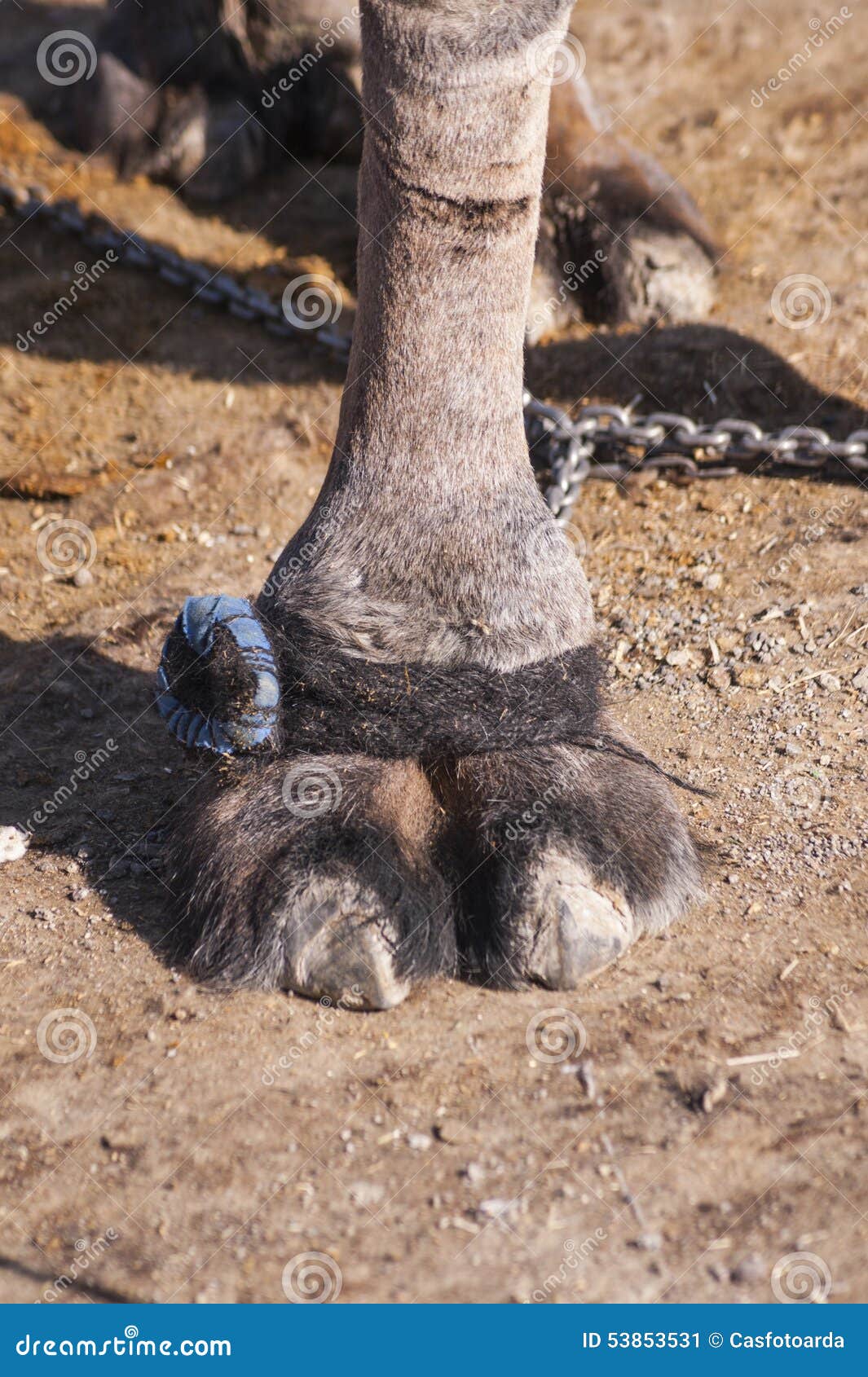 Camel Toes stock image. Image of camel, sand, decoration - 53853531