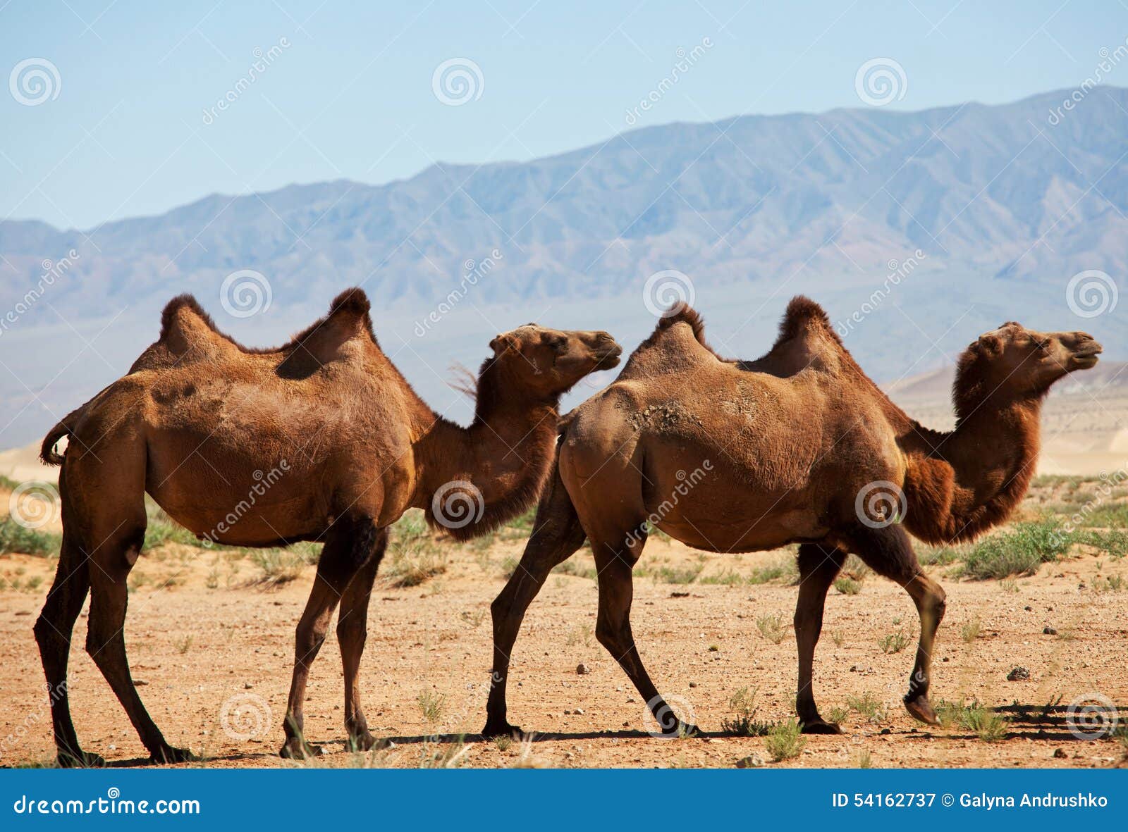 Camel stock image. Image of tourism, transportation, africa - 54162737