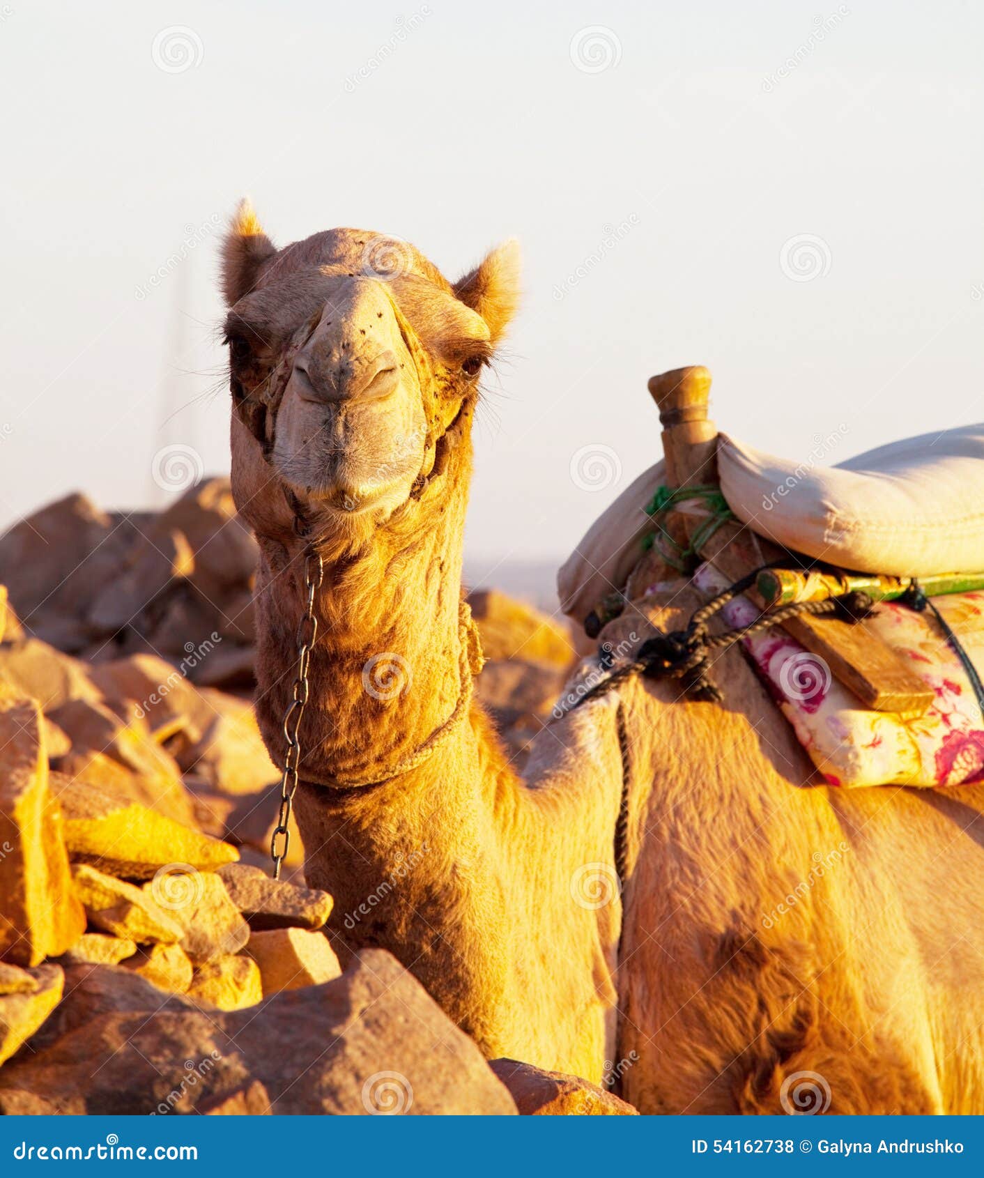 Camel stock photo. Image of domestic, sand, castle, sunny - 54162738