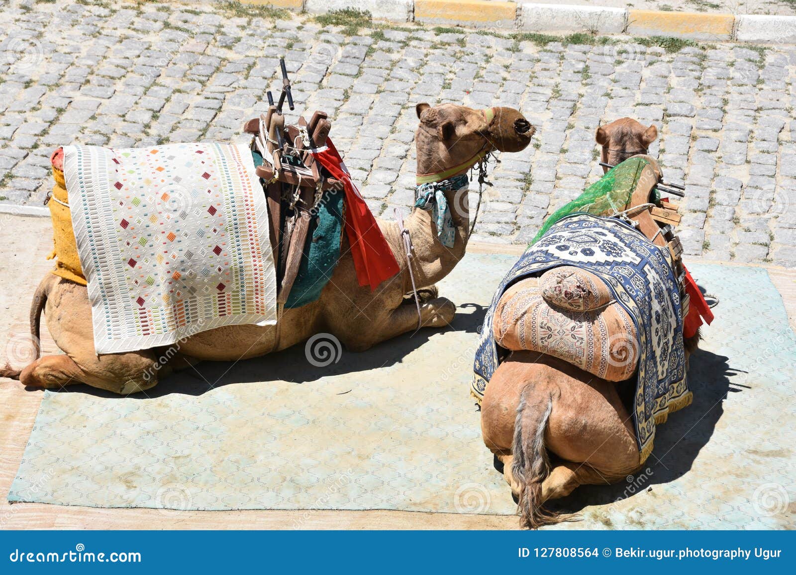 Camel stock photo. Image of farm, mount, grass, farmer - 127808564