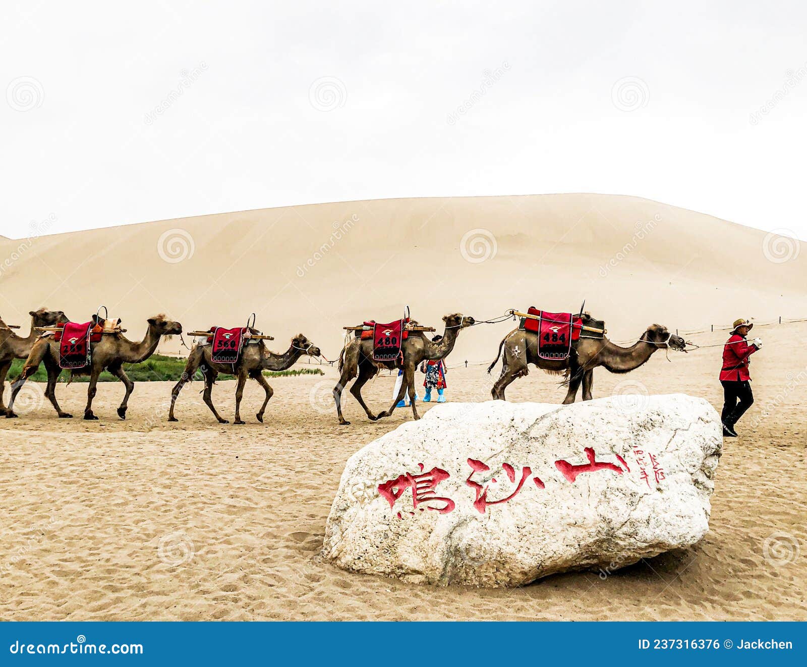 Camel Tourism in the Desert Editorial Photo - Image of camel, nature ...
