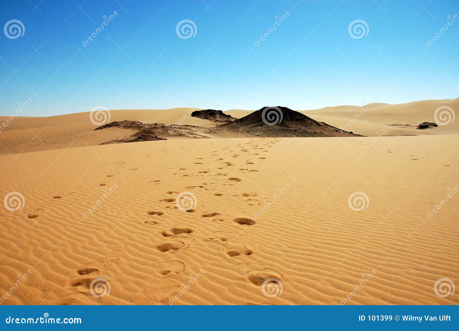 Camel tracks stock image. Image of ripples, desert, brown - 101399