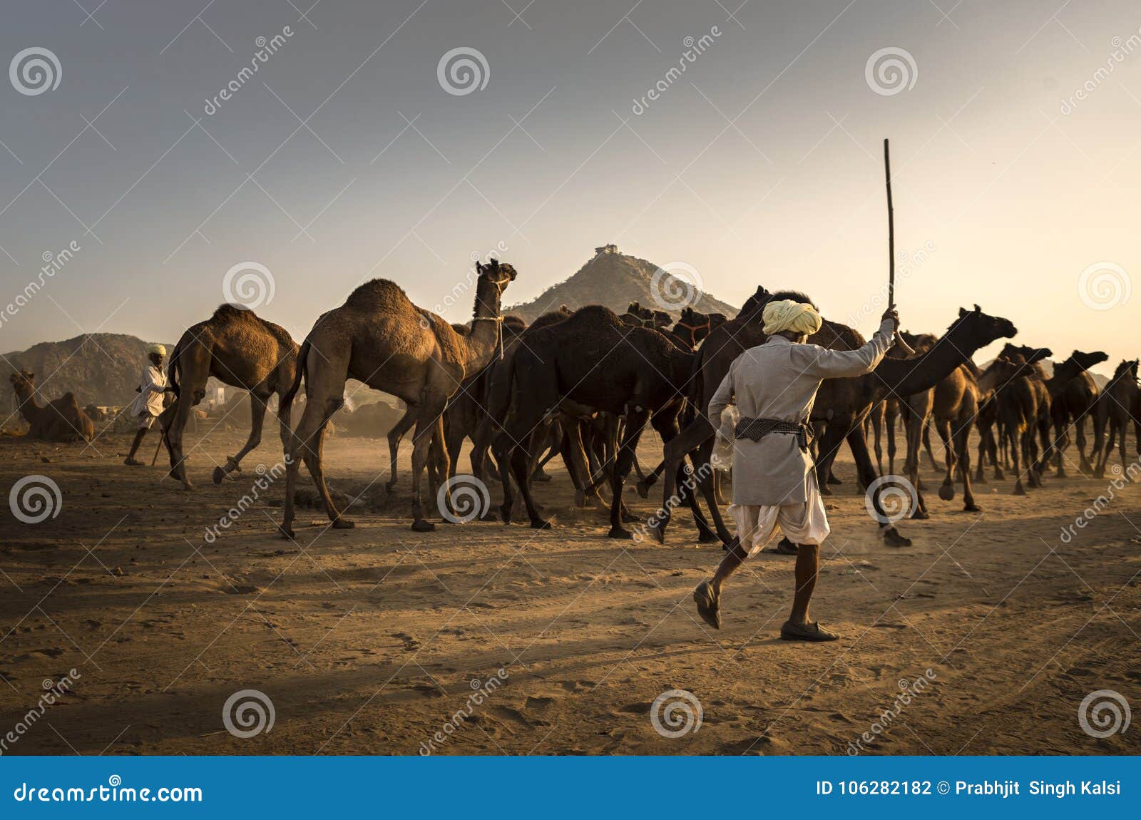 Camel Trader in Pushkar Camel Fair Editorial Photography - Image of ...