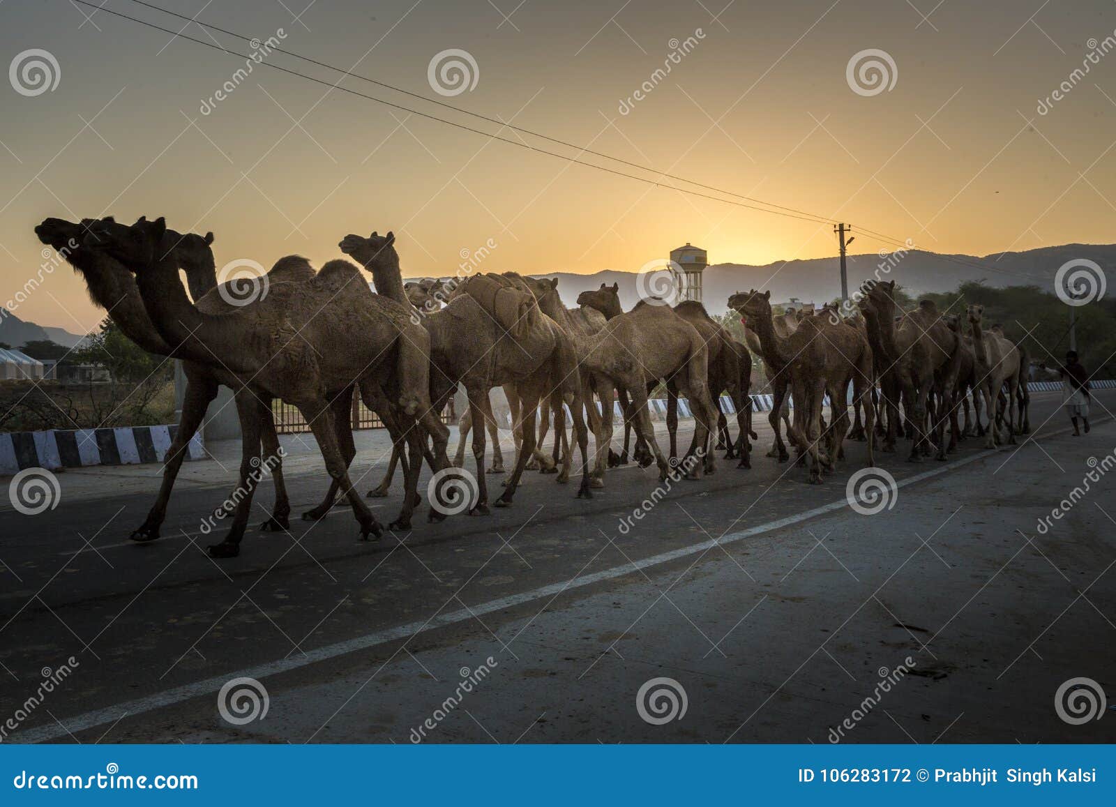 Camel Trader in Pushkar Camel Fair Editorial Photography - Image of ...