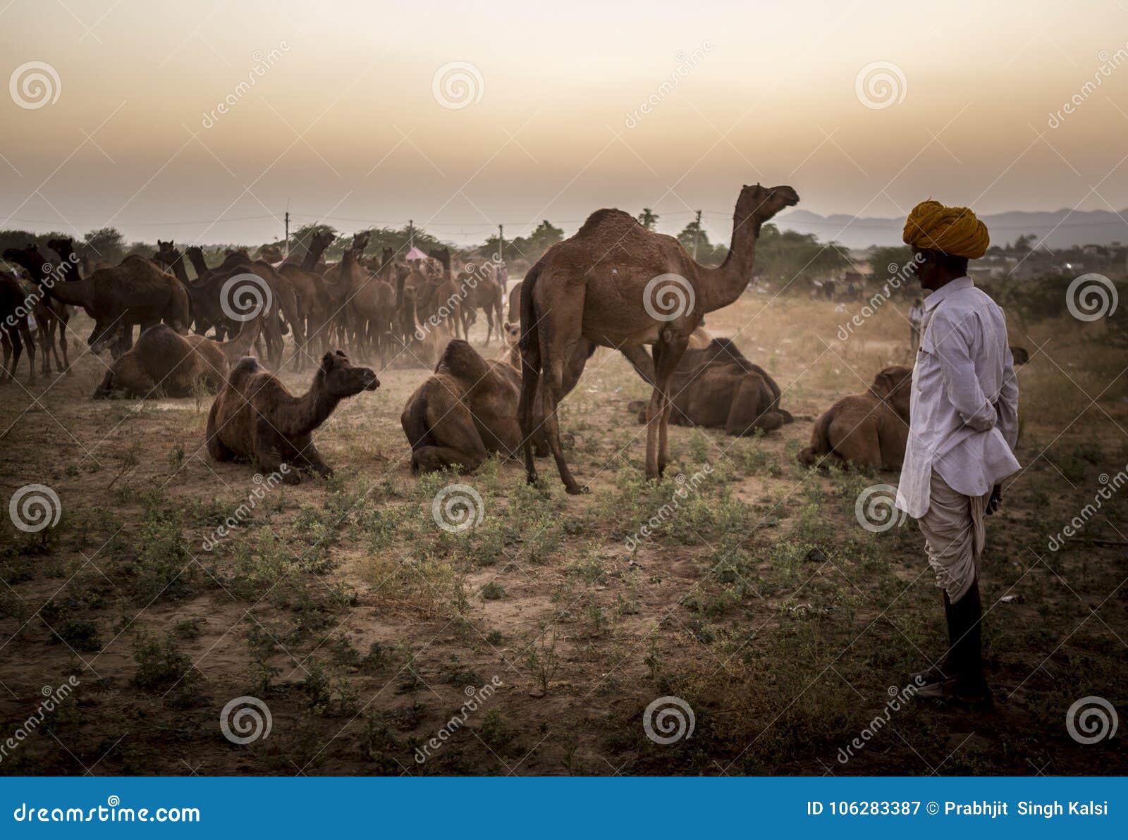 Camel Trader in Pushkar Camel Fair Editorial Photography - Image of ...