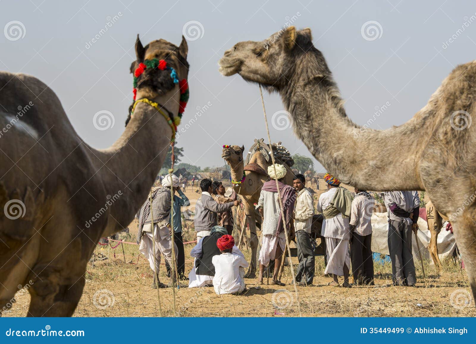 Camel Traders editorial stock image. Image of festival - 35449499