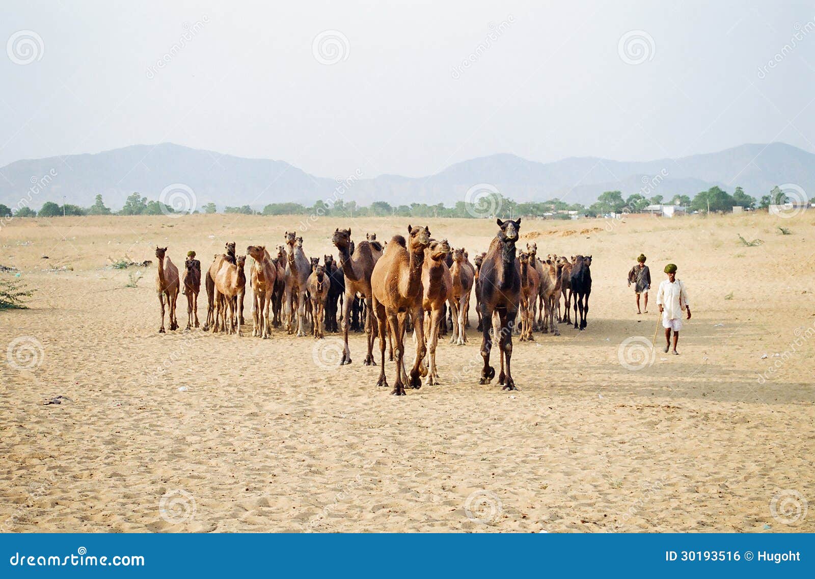 PUSHKAR, INDIA, Sri Raghunath Temple Seen Through The Gate In Pushkar ...