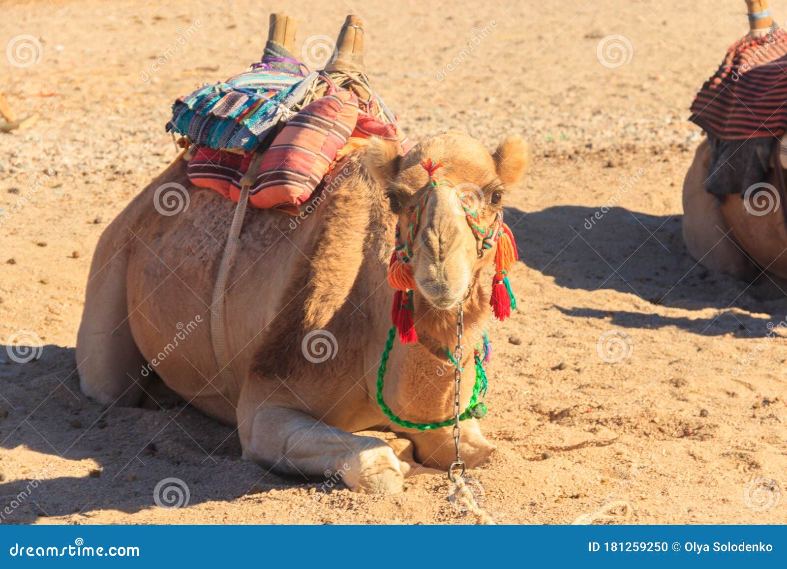 Camel with Traditional Bedouin Saddle in Arabian Desert, Egypt Stock ...