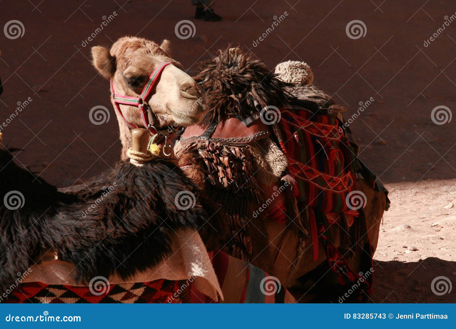 A Camel in a Traditional Saddle. Stock Image - Image of transport ...