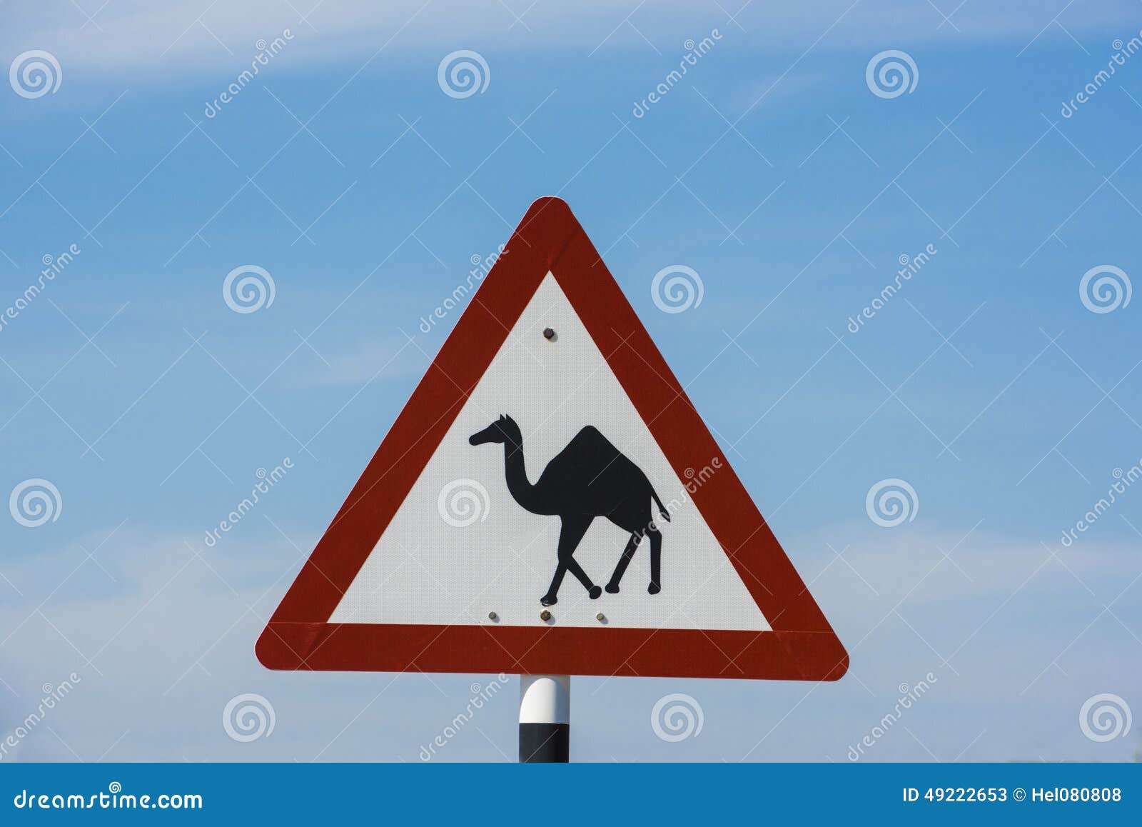 Camel Traffic Sign, Attention Camel Sign in Oman Stock Image - Image of ...