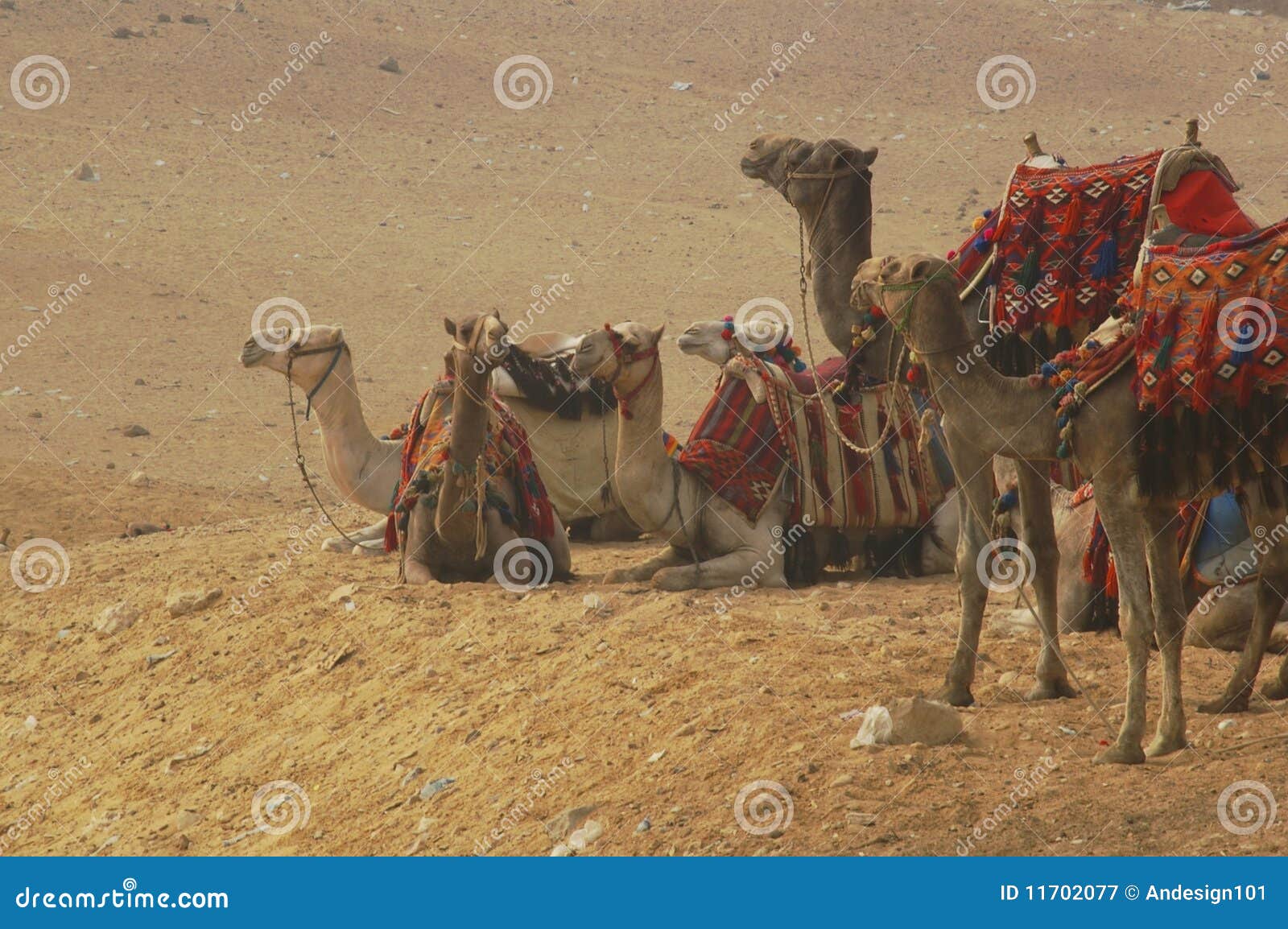 Camel train stock image. Image of egyptian, morocco, emirates - 11702077