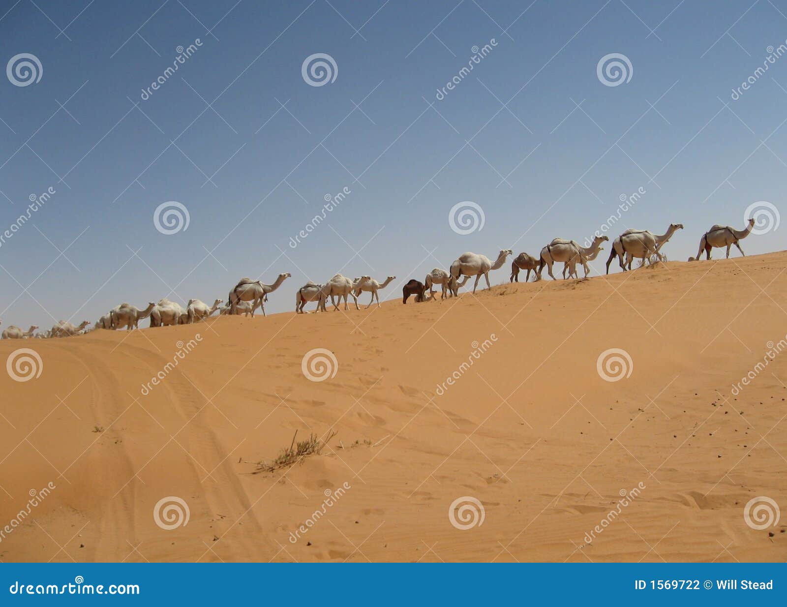 Camel Train In The Desert Outside Riyadh, Kingdom Of Saudi Arabia ...