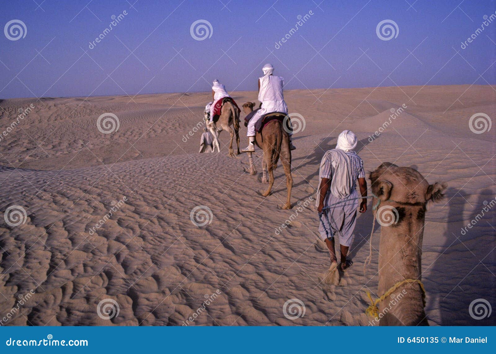 Camel Train In The Desert Outside Riyadh, Kingdom Of Saudi Arabia ...