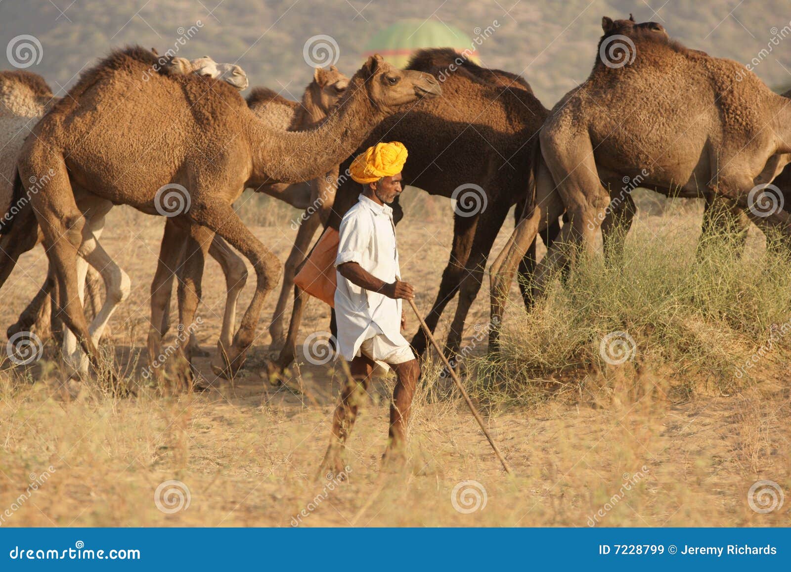 Camel Train editorial stock image. Image of indian, person - 7228799