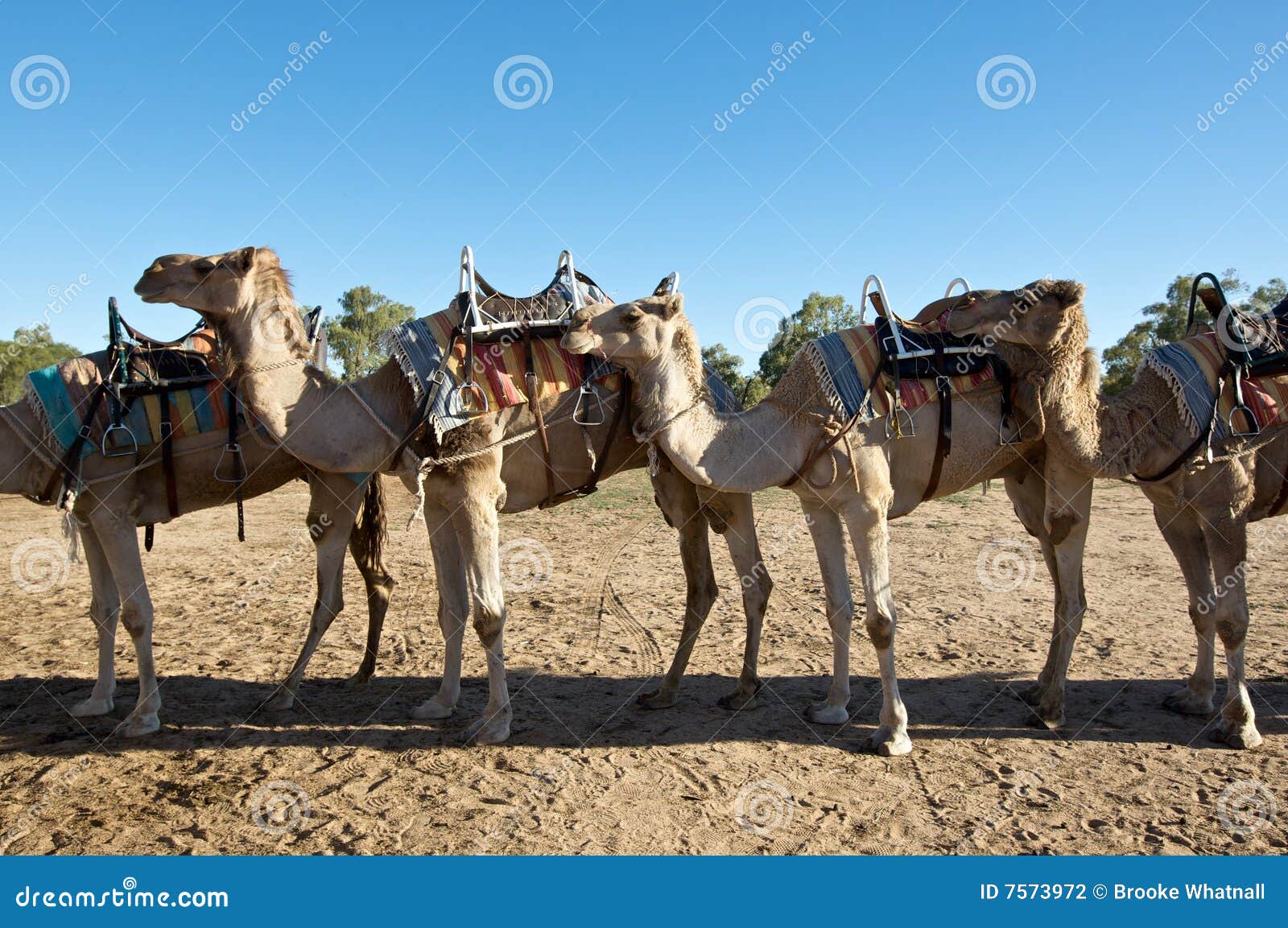 Camel train stock photo. Image of hump, human, nature - 7573972