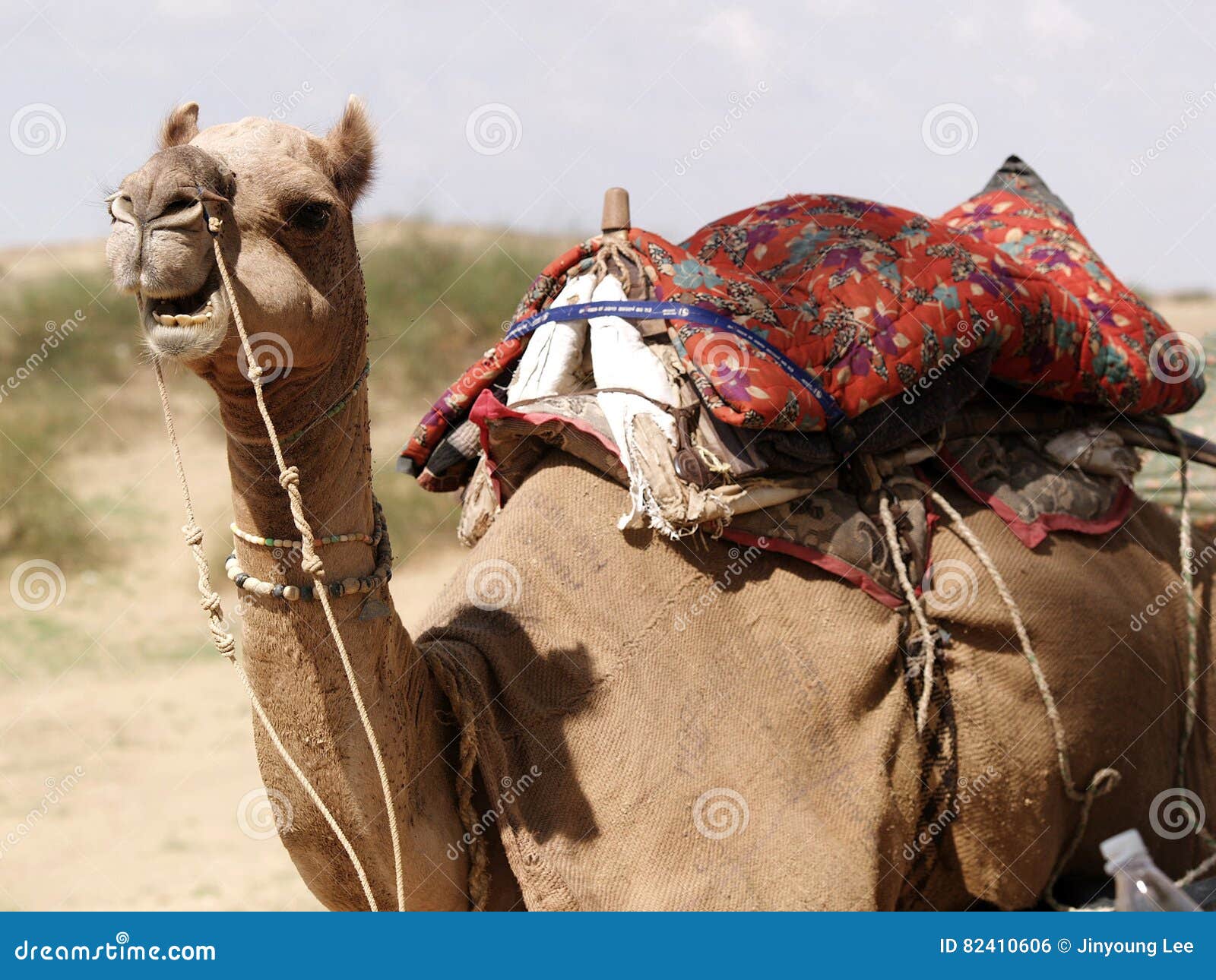 Camel stock photo. Image of working, train, livestock - 82410606