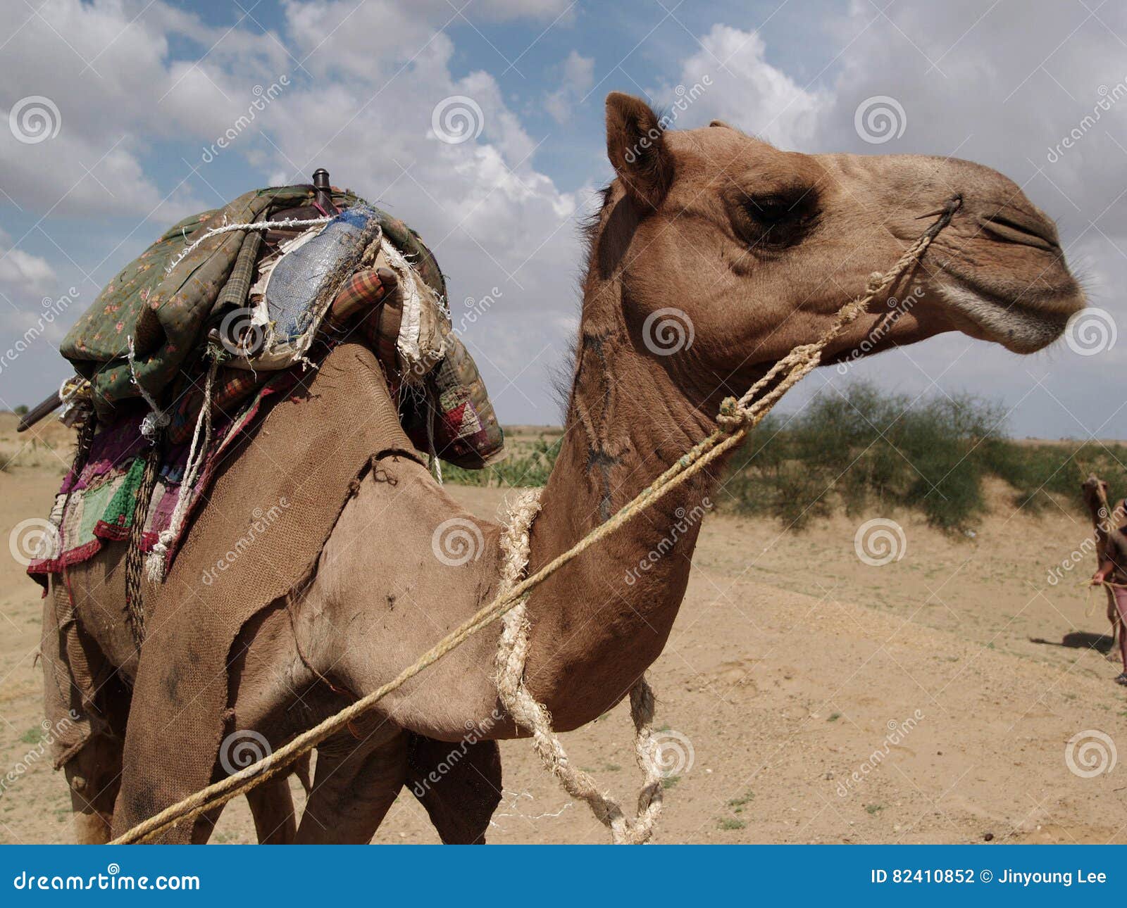 Camel stock photo. Image of cloud, outdoors, animal, zoology - 82410852
