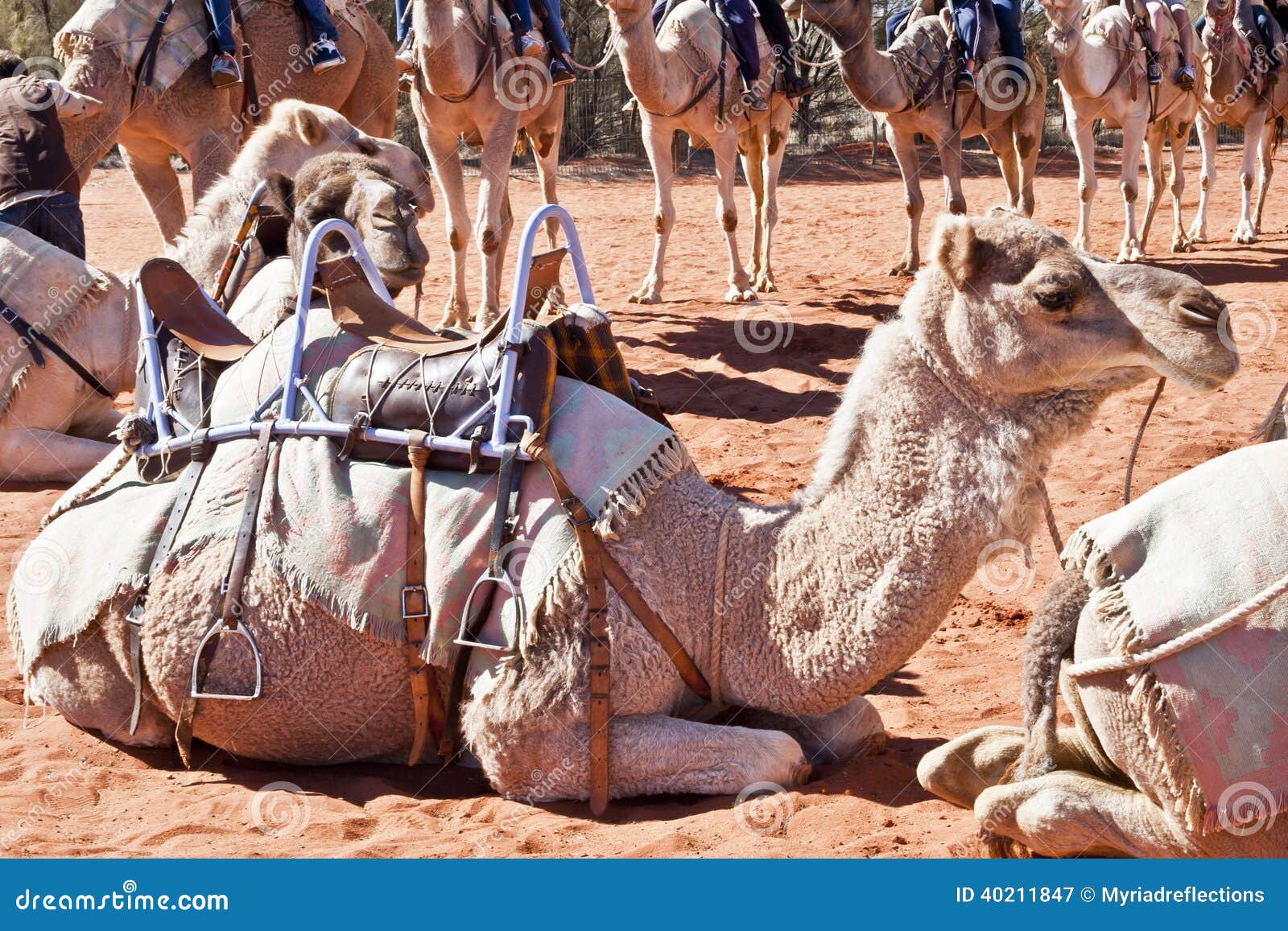 Camel Train stock image. Image of safari, touristy, nature - 40211847