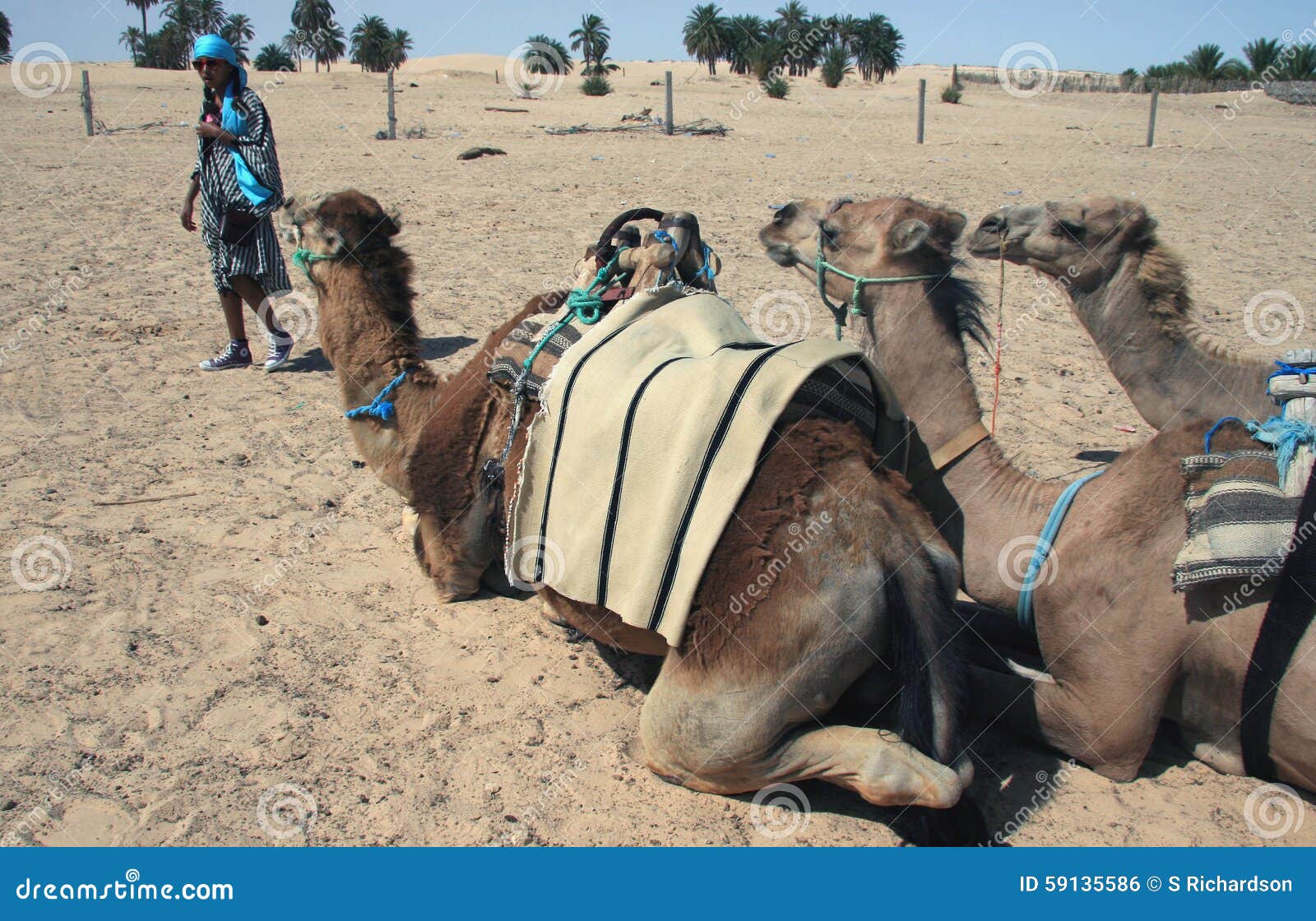 Camel train 2 editorial photo. Image of camels, desert - 59135586