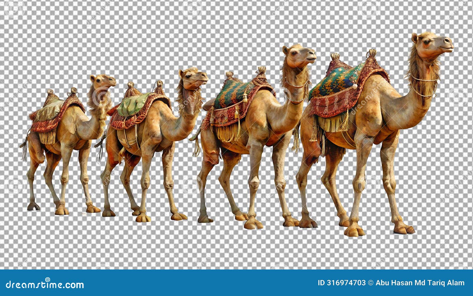 Camel Train Carrying Empty Seat for the Tourists Stock Illustration ...