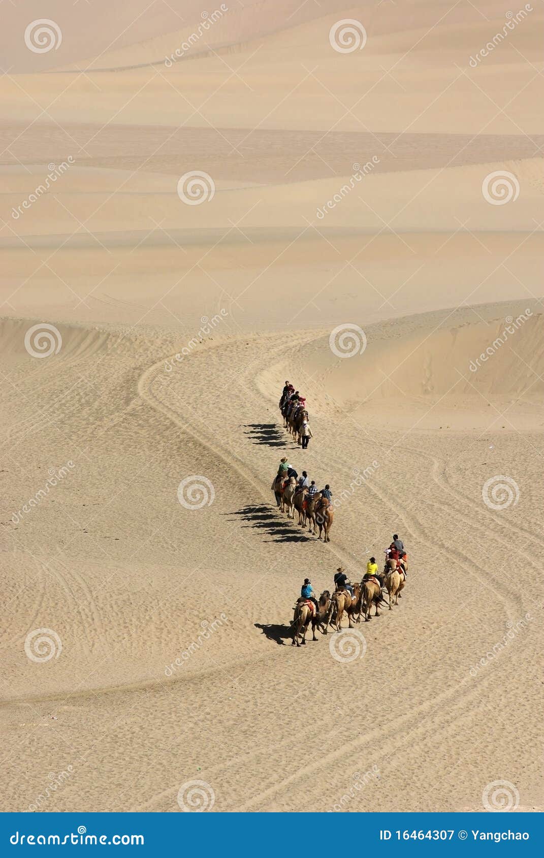 Camel Train In The Desert Outside Riyadh, Kingdom Of Saudi Arabia ...