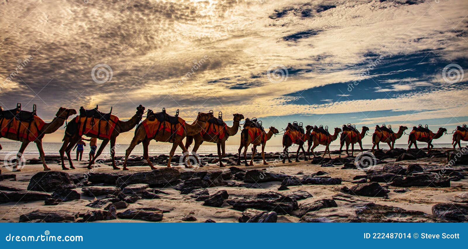 Camel train stock photo. Image of vacation, broome, middle - 222487014