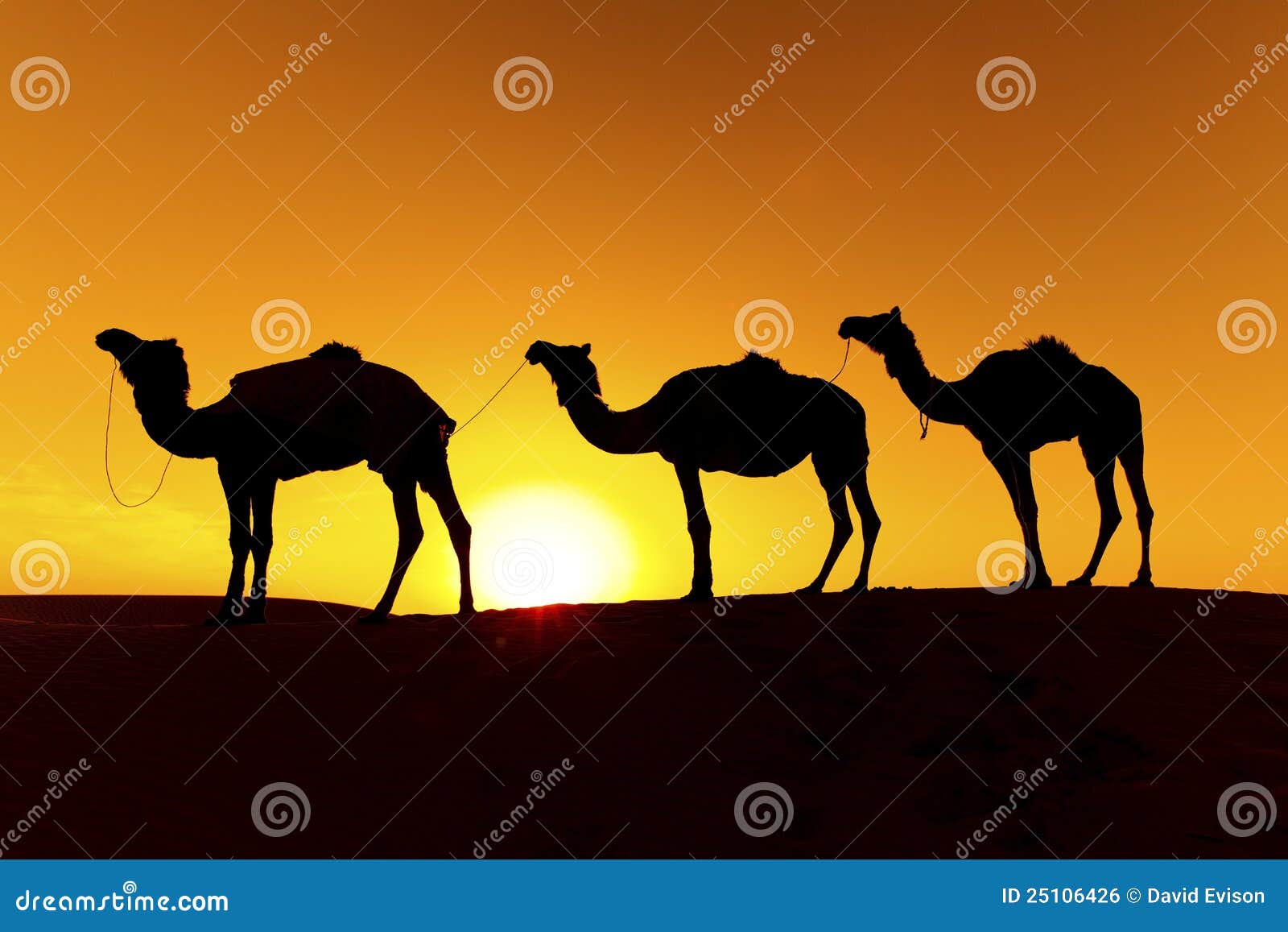 Camel train on sand dunes. stock photo. Image of blue - 25106426