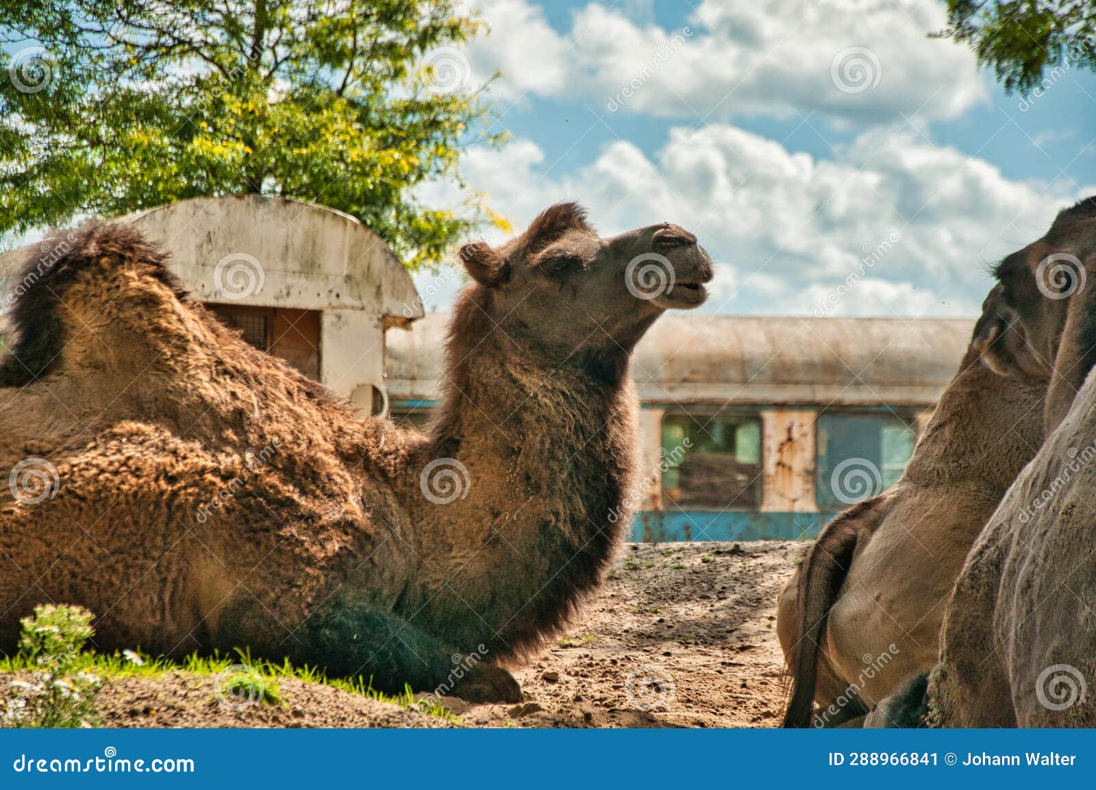 Camel train wild park stock image. Image of goats, train - 288966841