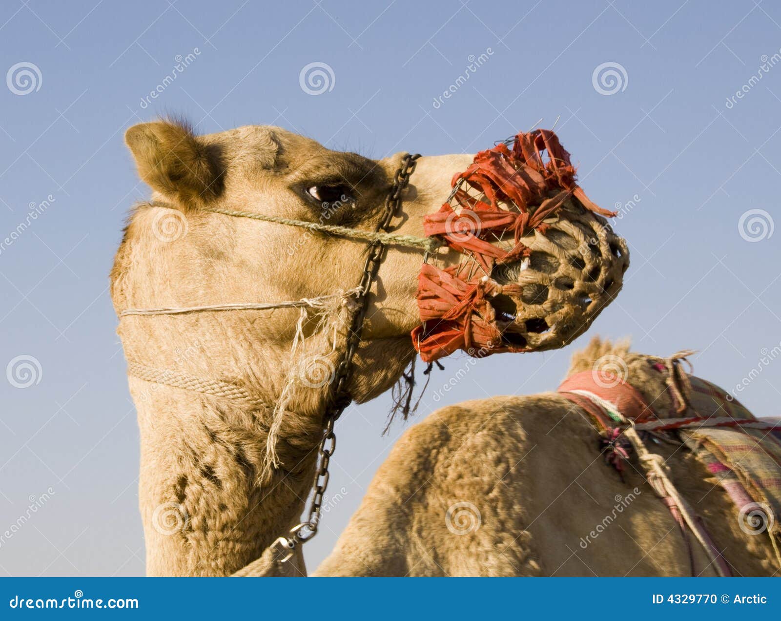 Camel Training stock photo. Image of bridle, beads, standing - 4329770