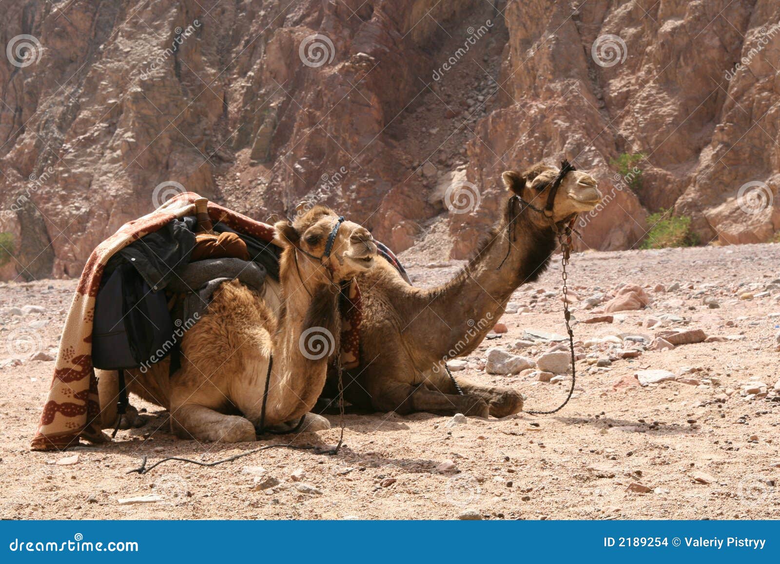 Camel travel stock photo. Image of camels, cheerful, mammal - 2189254