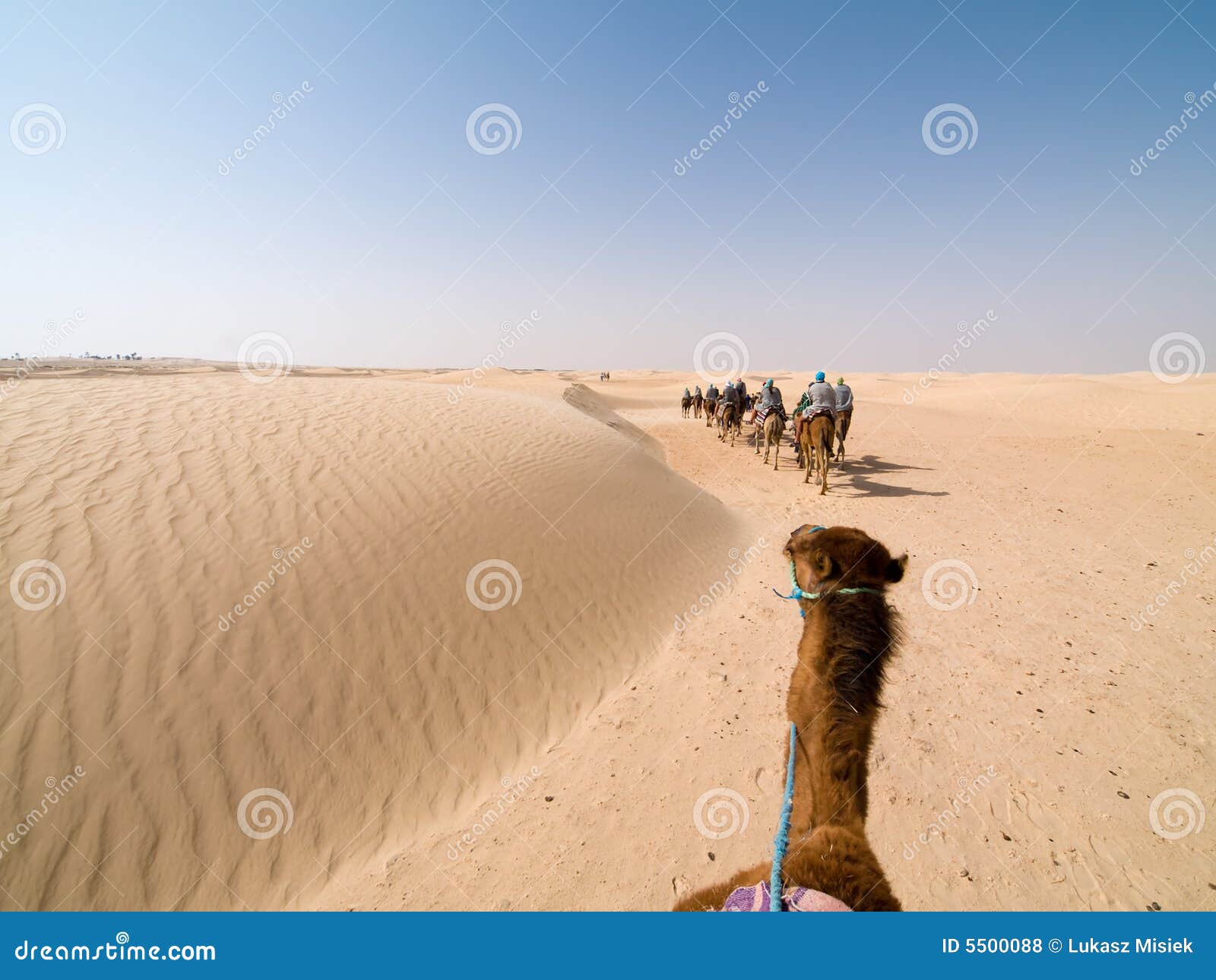 Camel Trip stock photo. Image of cheerful, cloud, brown - 5500088