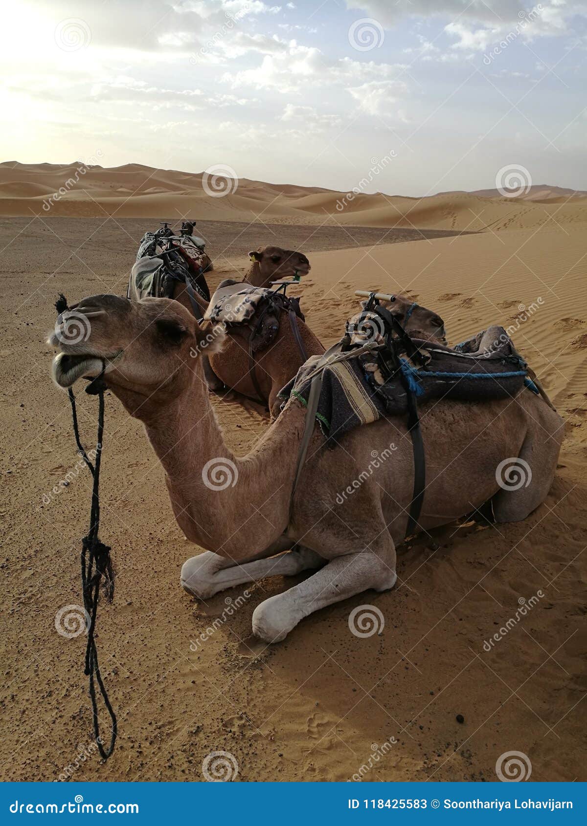 Camel trip stock image. Image of camels, desert, sahara - 118425583