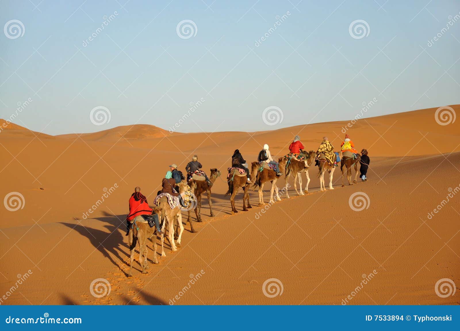 Camel Trip in Sahara Desert Stock Photo - Image of travel, caravan: 7533894