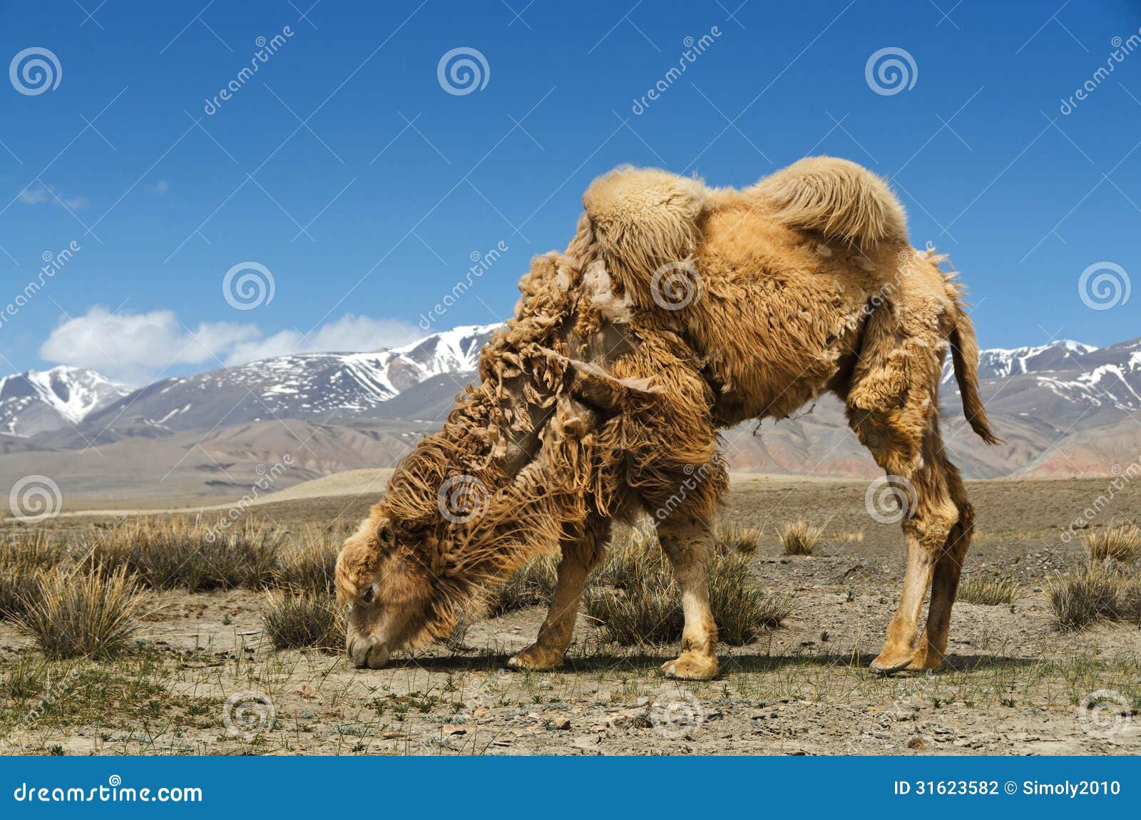 Camel stock photo. Image of outdoors, africa, steppe - 31623582
