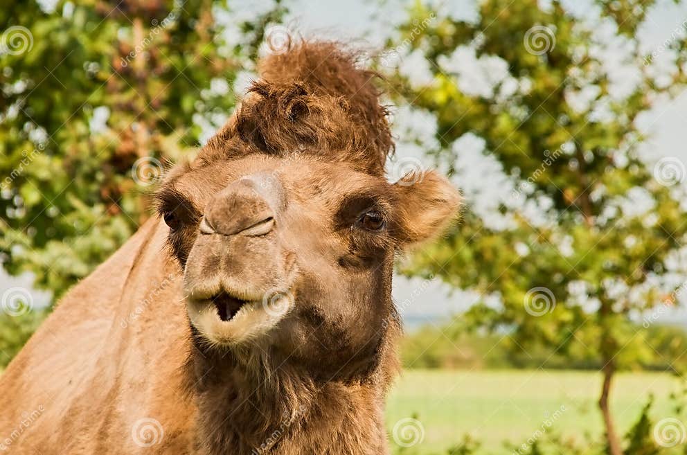 Camel two-hunched stock photo. Image of mammals, animals - 194553164
