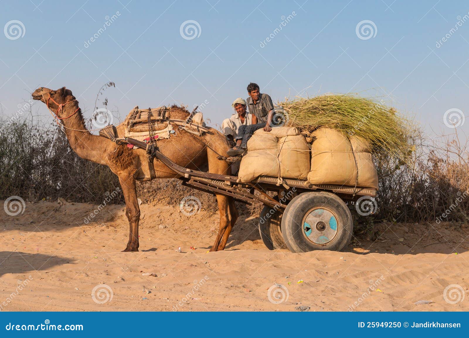 Camel Pulling Cart In India Editorial Photo | CartoonDealer.com #26632189