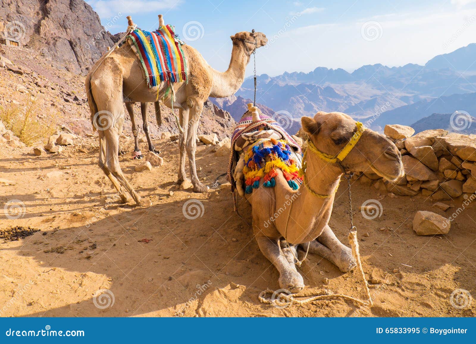 Camel stock image. Image of scenics, camel, mountain - 65833995