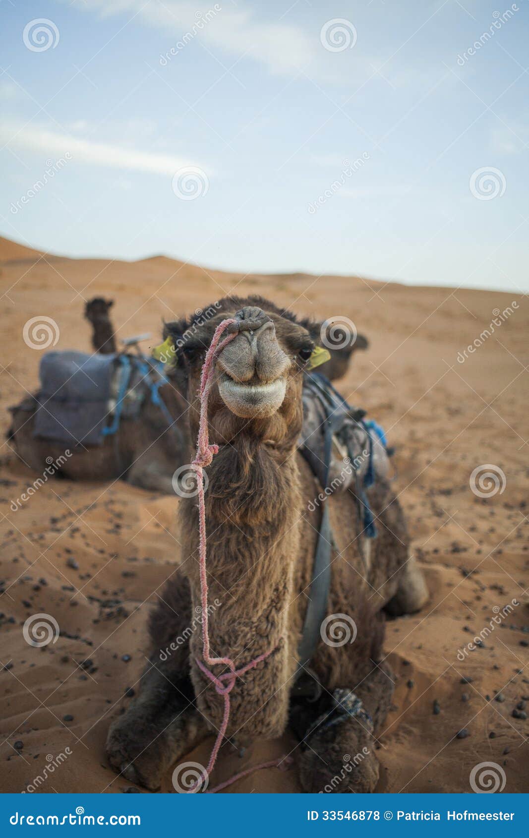 Camel Up Front Royalty Free Stock Photos - Image: 33546878