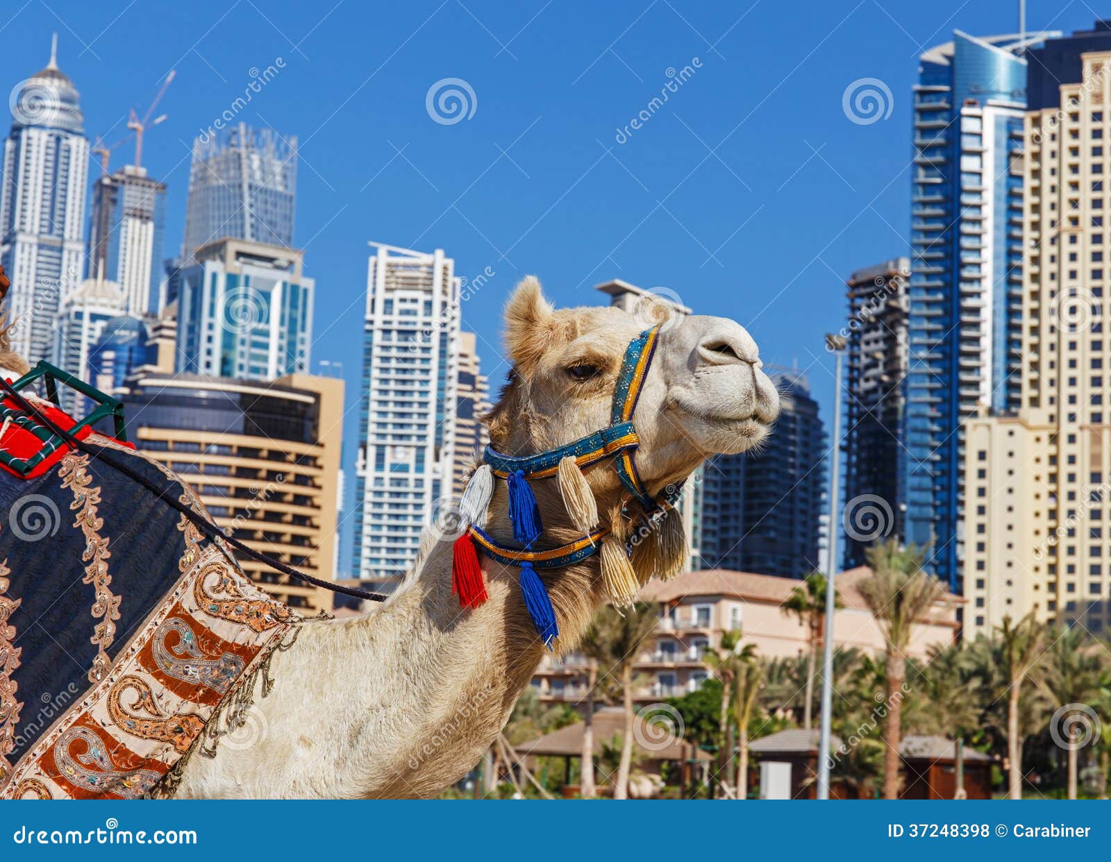 Camel at the Urban Building Background of Dubai. Stock Photo - Image of ...