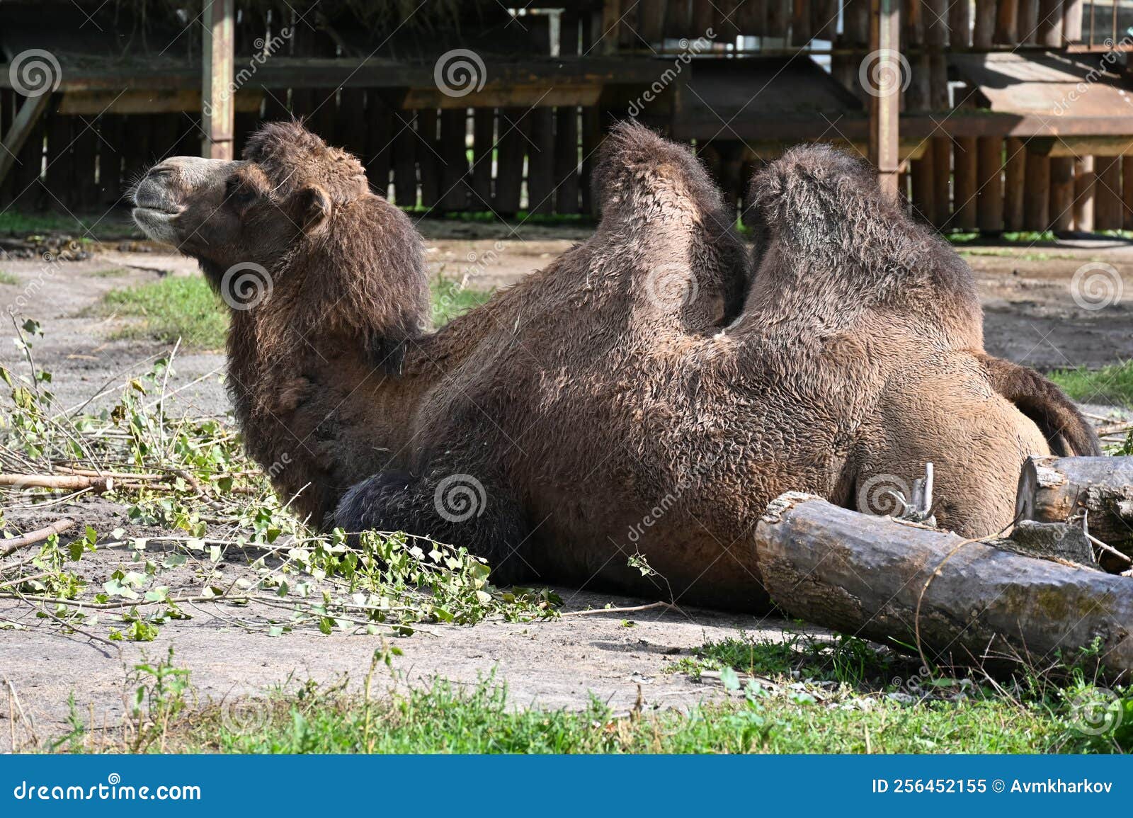 Camel on vacation stock image. Image of mammal, grass - 256452155