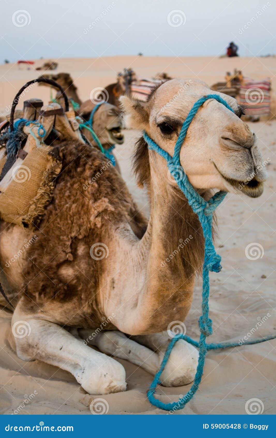 Camel stock photo. Image of travel, dune, summer, camel - 59005428