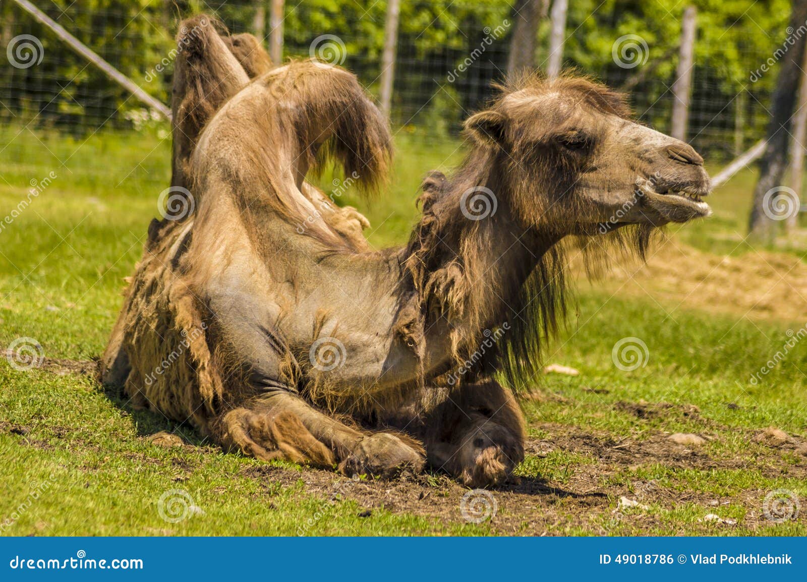 Camel stock photo. Image of captive, wild, grass, mammal - 49018786