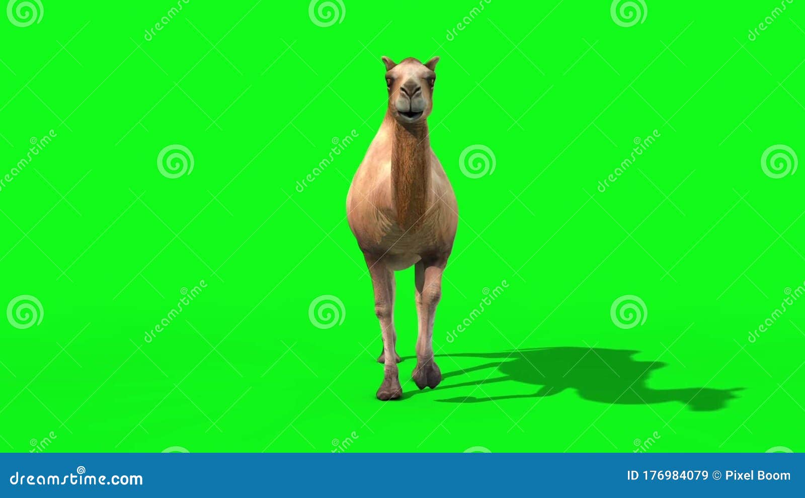 Camel Walkcycle Loop Front Green Screen 3D Rendering Animation Animals ... Camel Walkcycle Loop Front Green Screen 3D Rendering Animation Animals ...