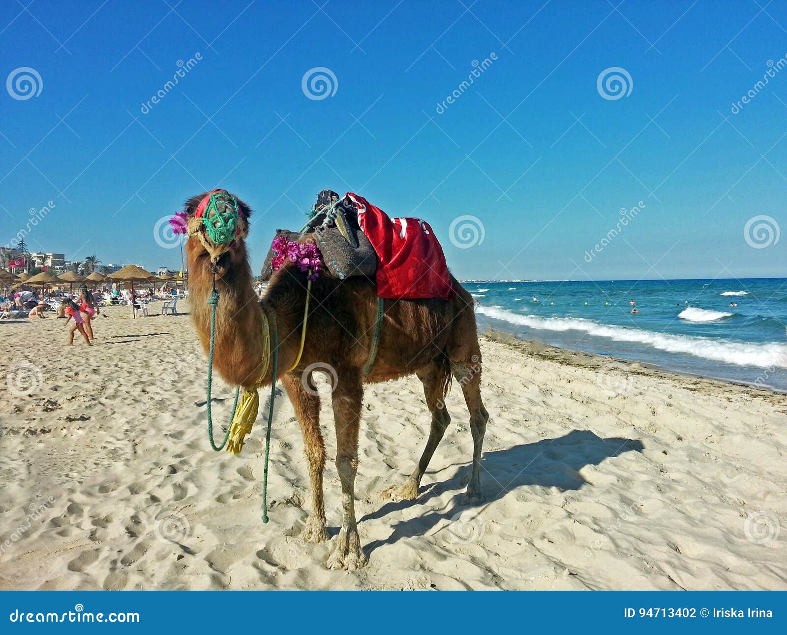 Camel walking on the beach stock photo. Image of resort - 94713402