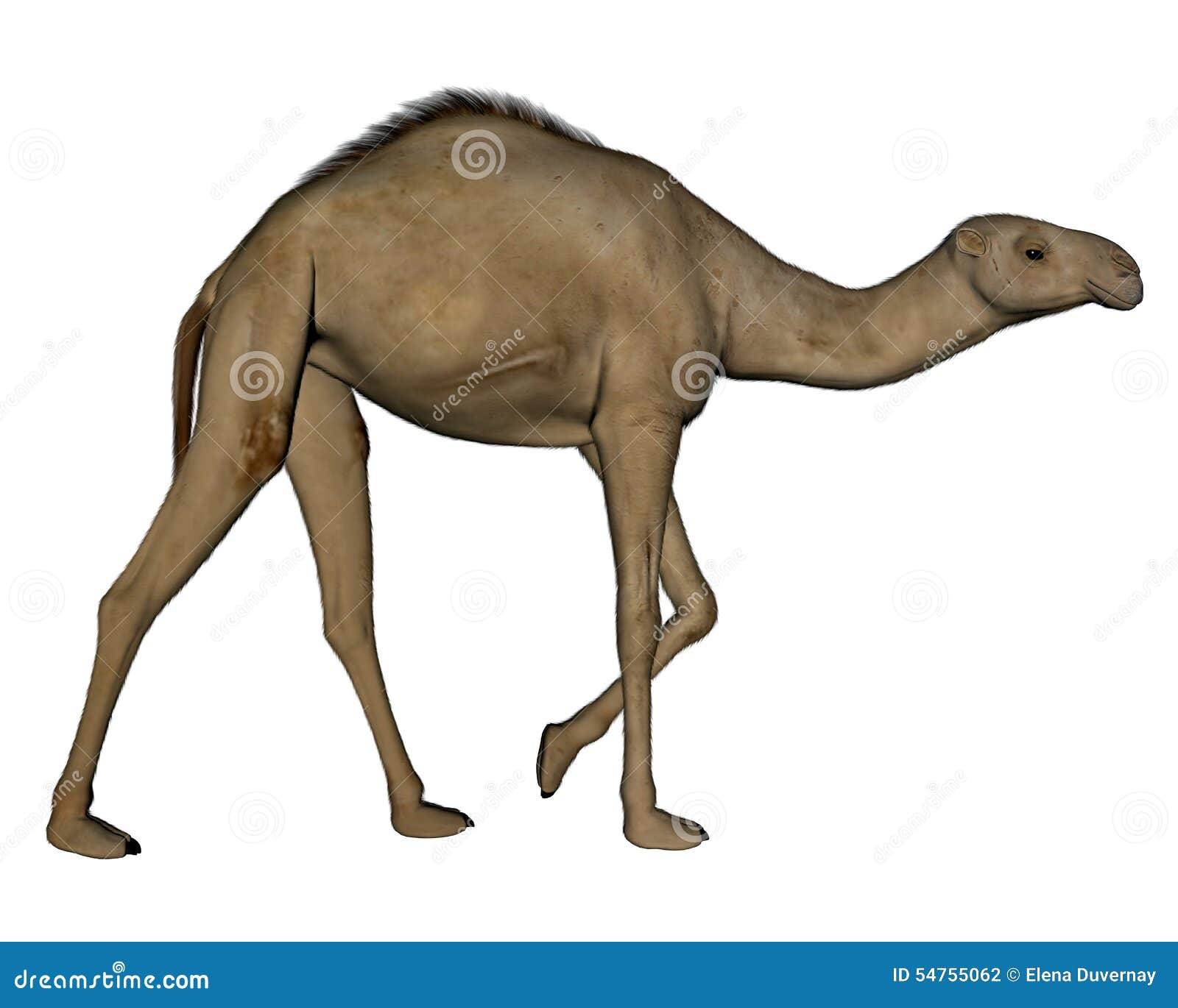 Camel Walking Coloring Page Vector Illustration | CartoonDealer.com ...