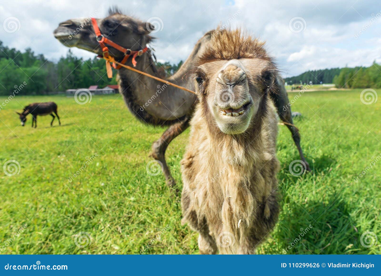 Camel walking in the field stock photo. Image of horse - 110299626