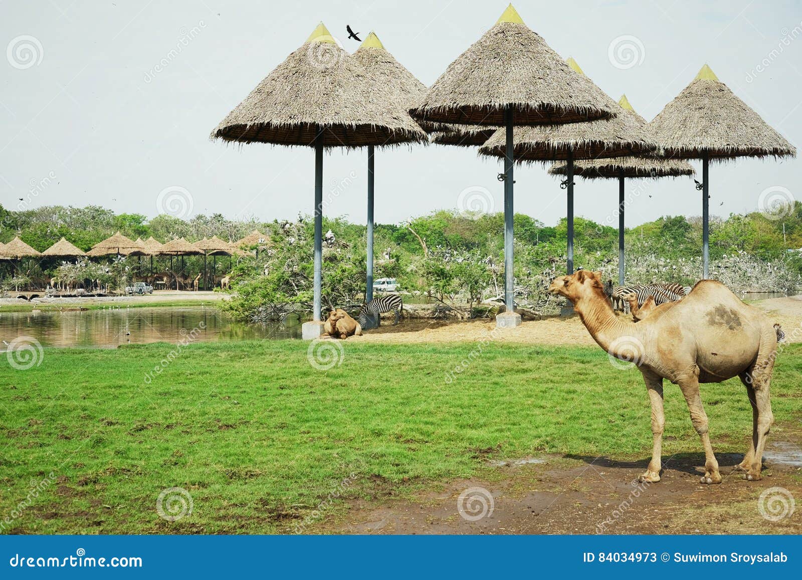 Camel walking in Safari stock image. Image of field, forest - 84034973