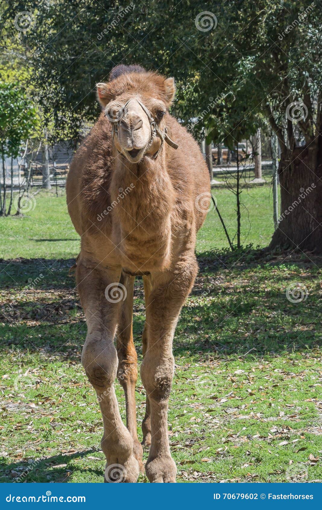 Camel. stock photo. Image of hump, coat, split, large - 70679602